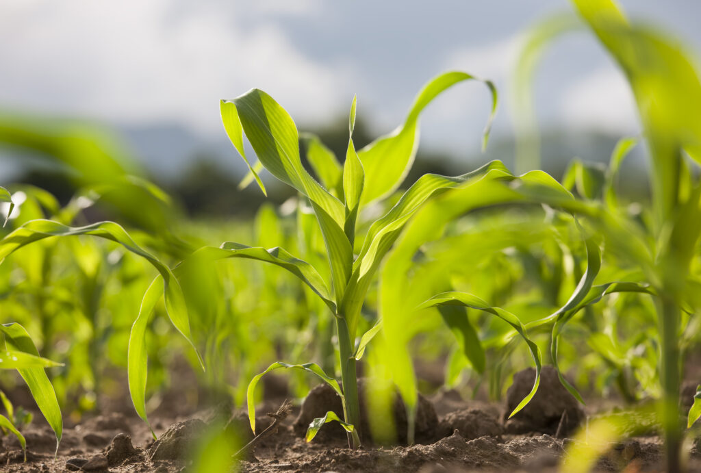 Discussion « Suivis des tests de nitrate dans le maïs » - Coordination ...